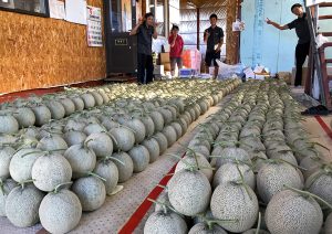 富良野メロン・初収穫ピークに。直売所でお待ちしています！ -北海道・富良野 | 感動野菜産直農家 寺坂農園ブログ