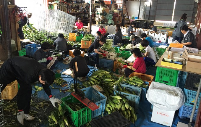 寺坂農園 野菜産直農家 | 北海道 富良野から通販で全国へお届け